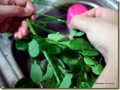 Stir-Fried Cangkuk Manis - House of Annie